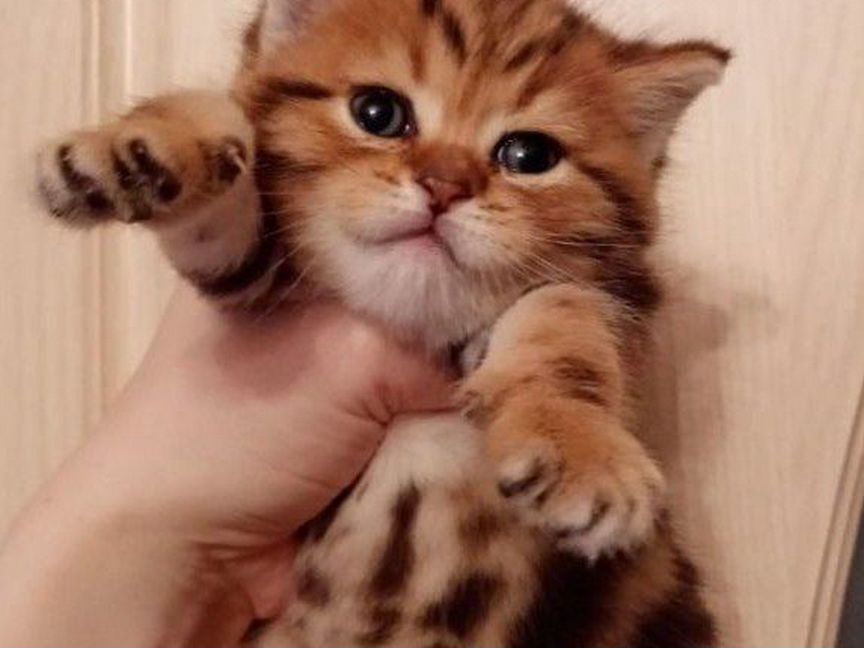 Шотландские золотые котята скоттиш страйт