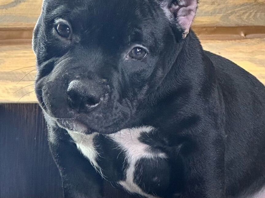 Черная девочка Американские булли