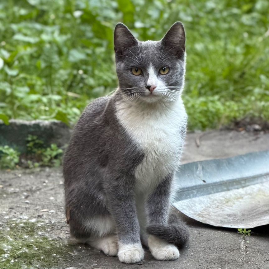 Взрослая, кошка в добрые руки