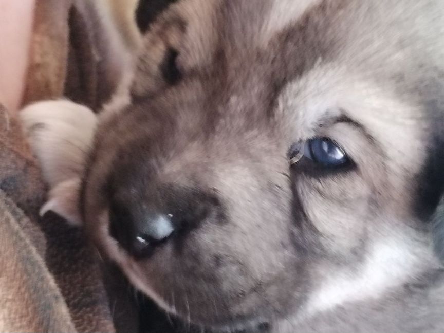 Собака в добрые руки отдам бесплатно