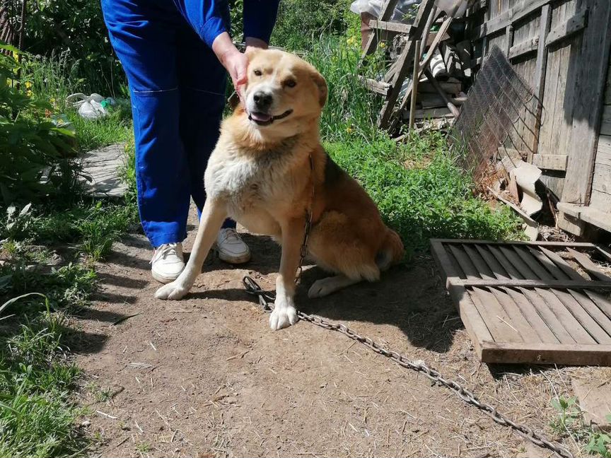 Пес,7лет. Будет хорошим сторожем и верным другом