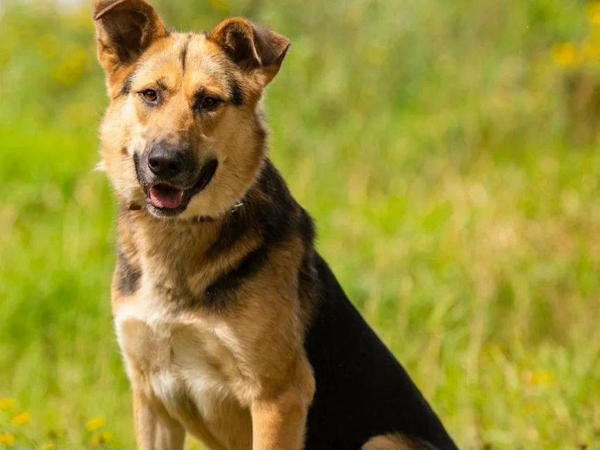 Брош в добрые руки