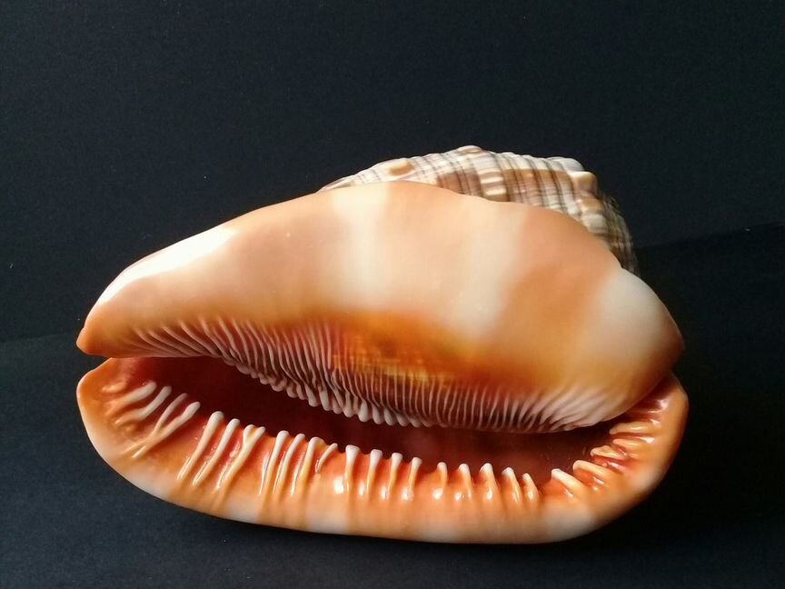 Морские раковины Cypraecassis rufa