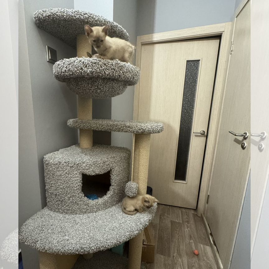 Игровой комплекс «Ника» для кошек