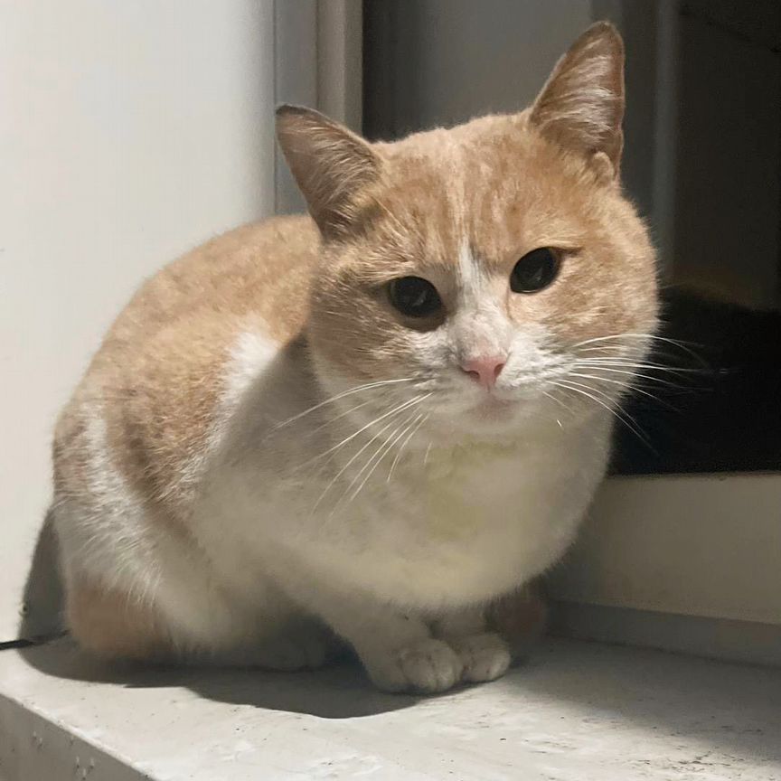 Кот в добрые руки