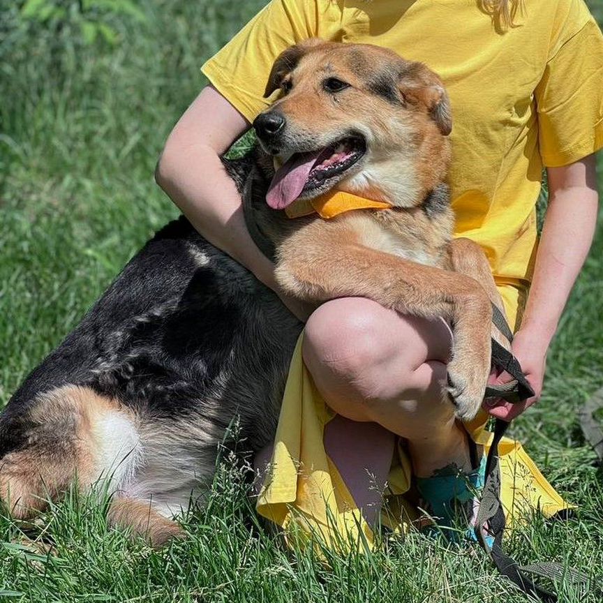 Дюна-молодая собака из приюта ищет дом
