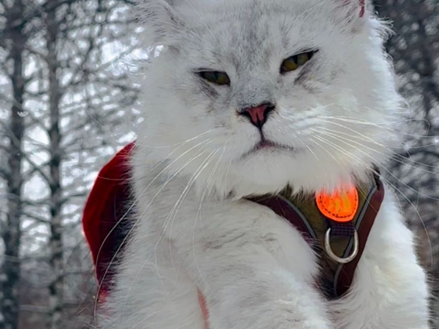 Котята мейн кун