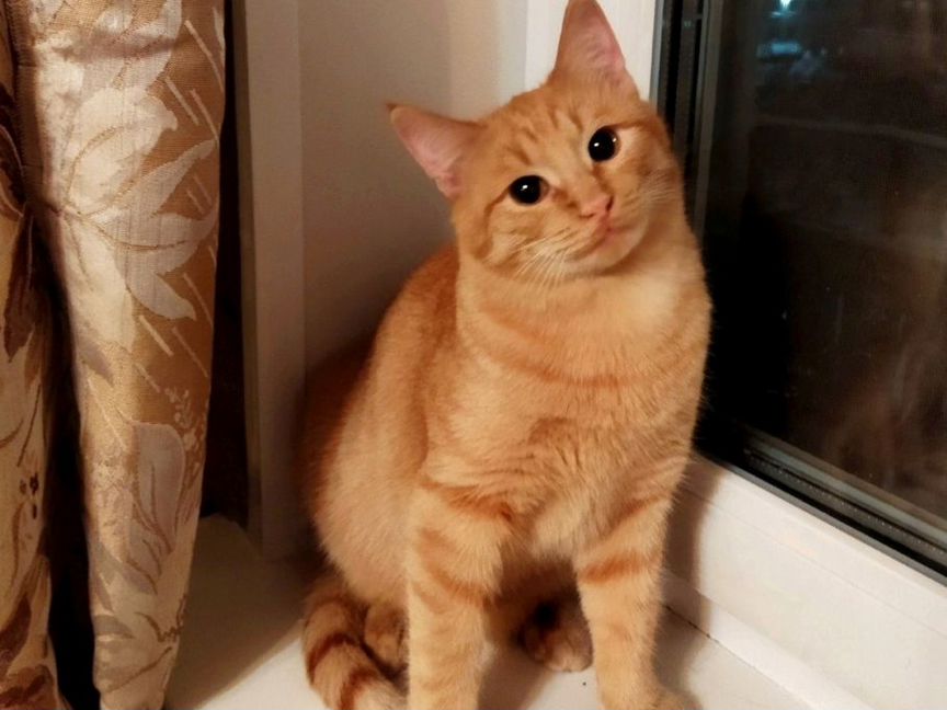 Рыжий котенок в добрые руки