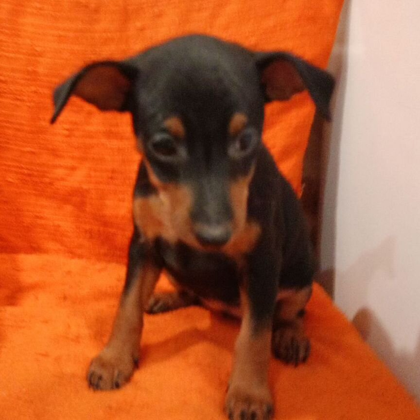 Цвергпинчер, щенок