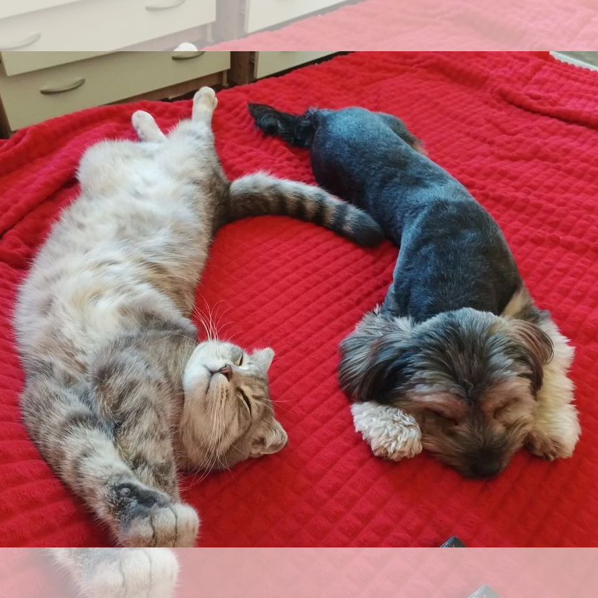 Йоркширский терьер, взрослый пёс