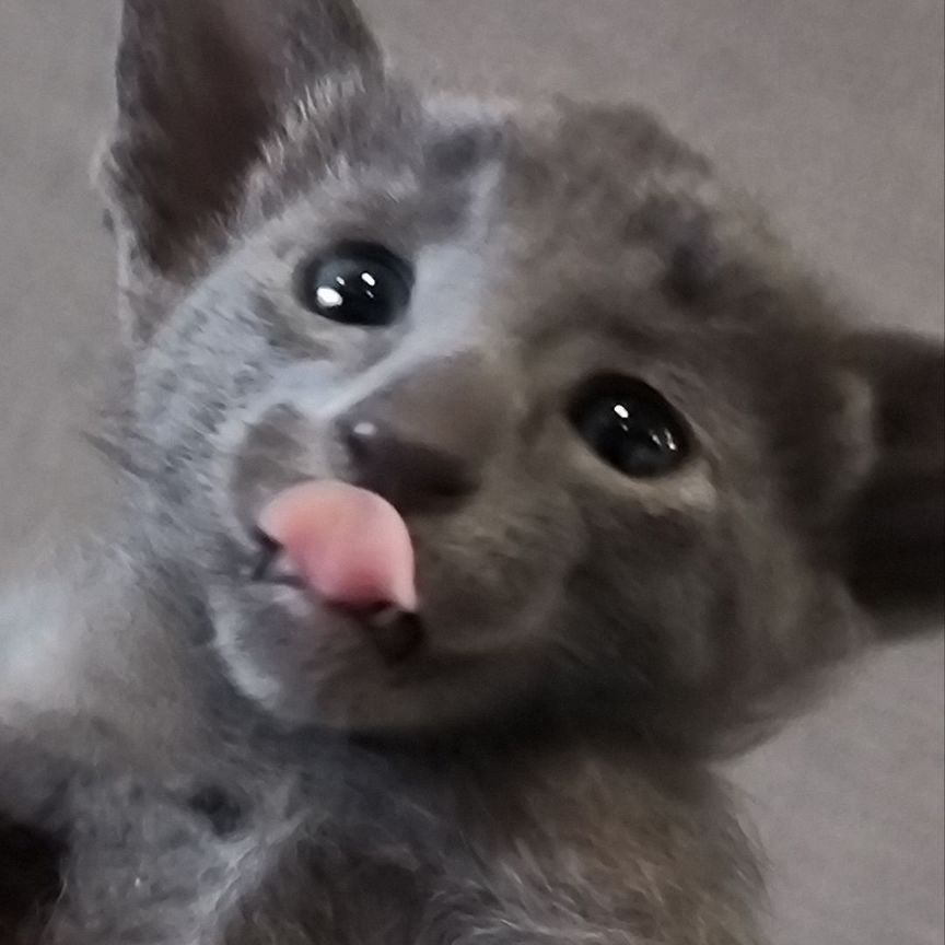 Ориентальные котята