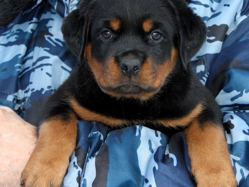 Щенки ротвейлера из питомника