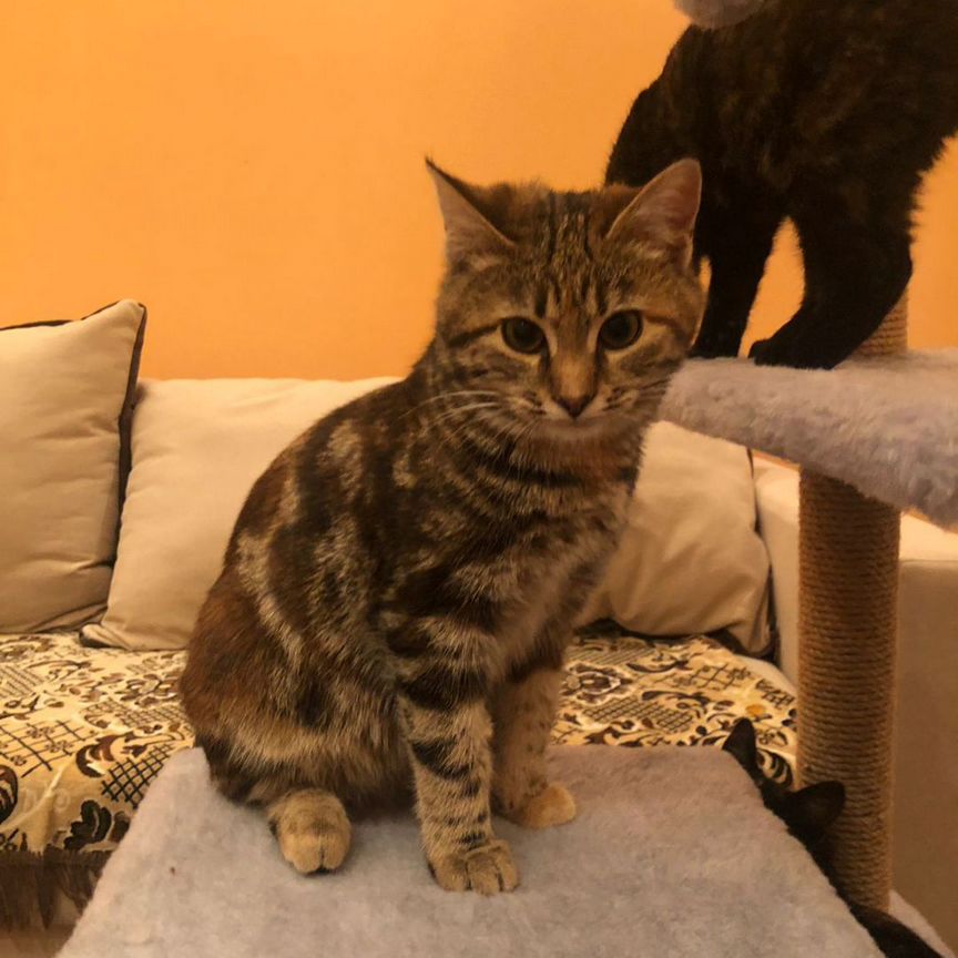 Котенок Асенька, девчонка полосатик