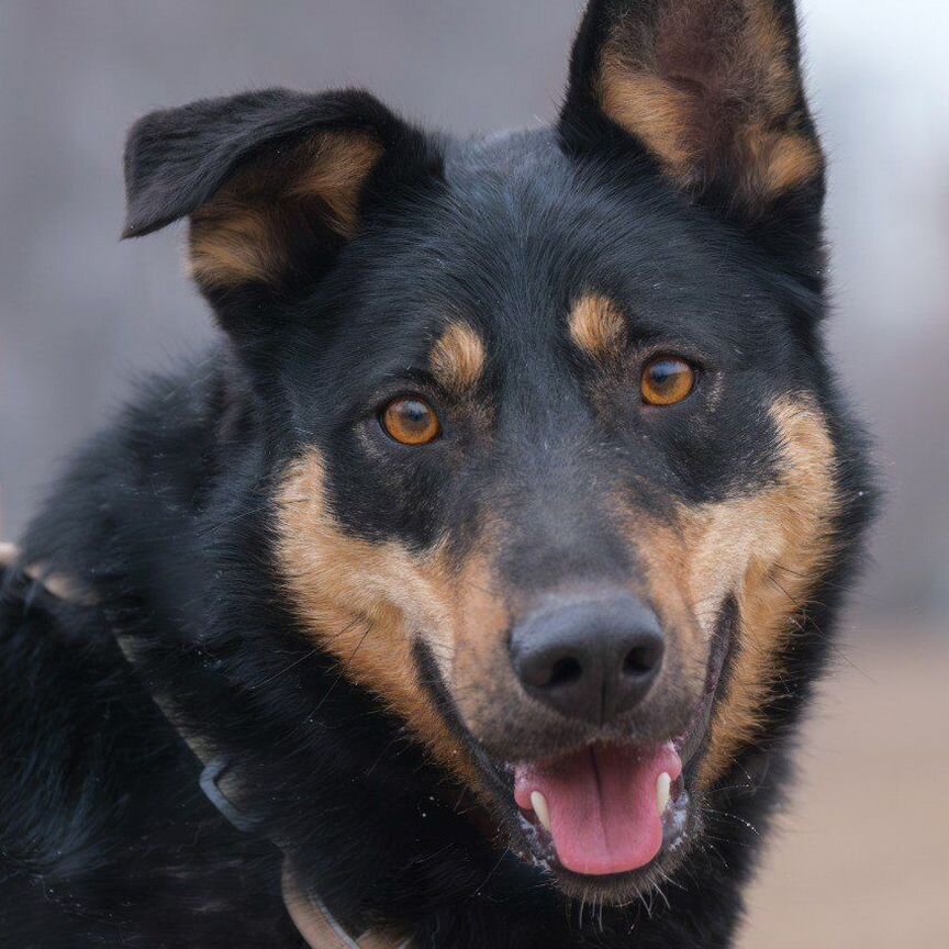 Ричард-похититель сердец