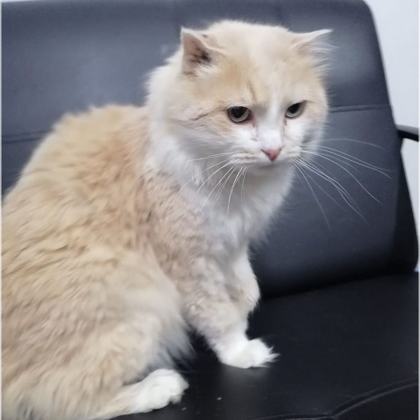 Взрослый кот в добрые руки