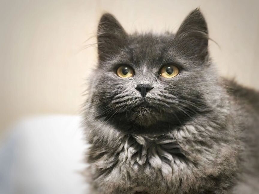 Котёнок девочка