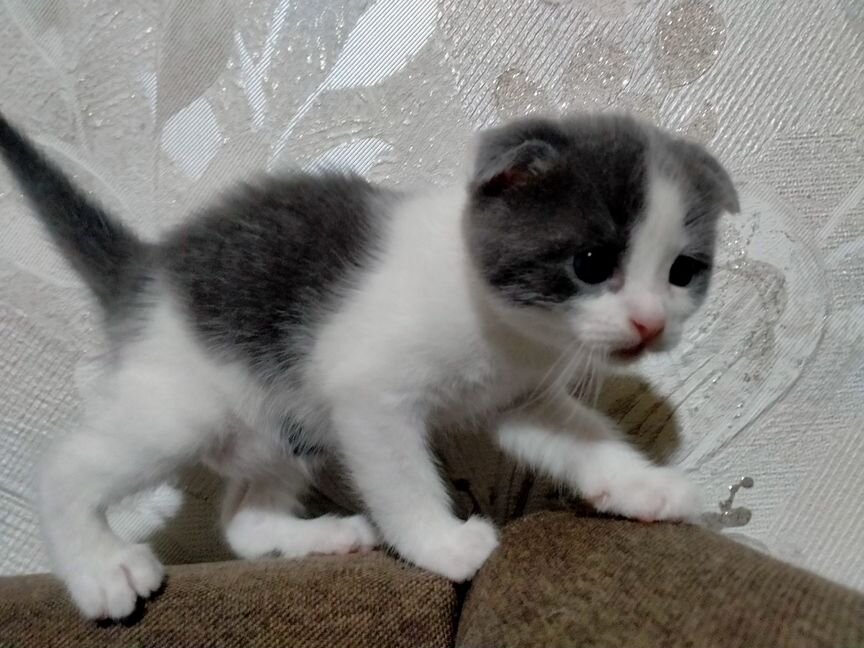 Котята
