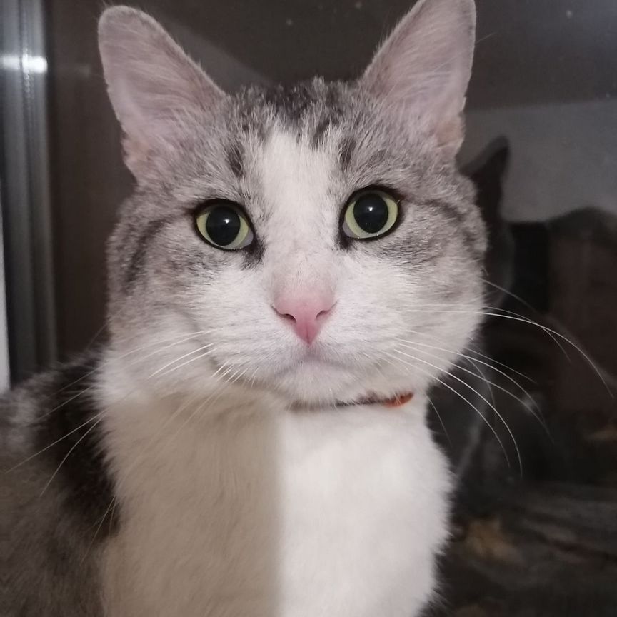 Котик ищет дом