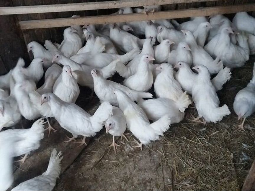 Куры несушки Ломан браун и белые.95 дней