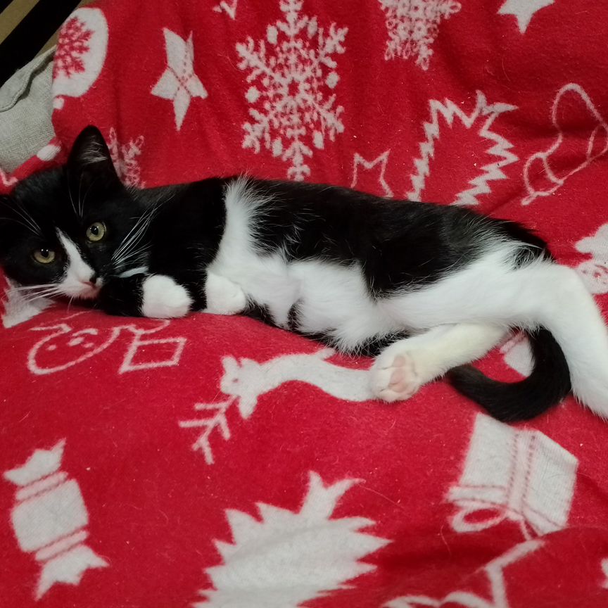 Котёнок (3 мес.)
