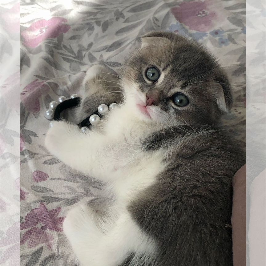 Шотландский вислоухий короткошёрстный котёнок