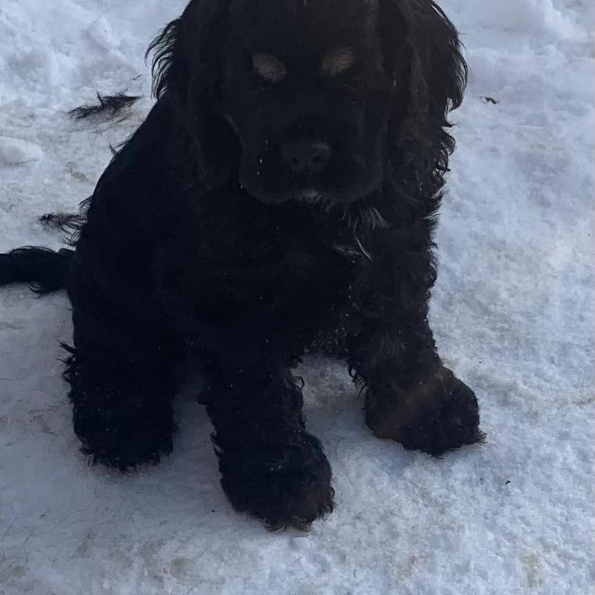 Щенки спаниеля