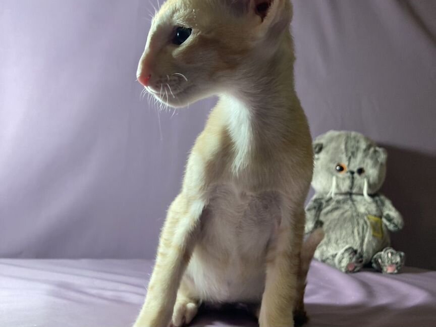 Ориентальная кошка