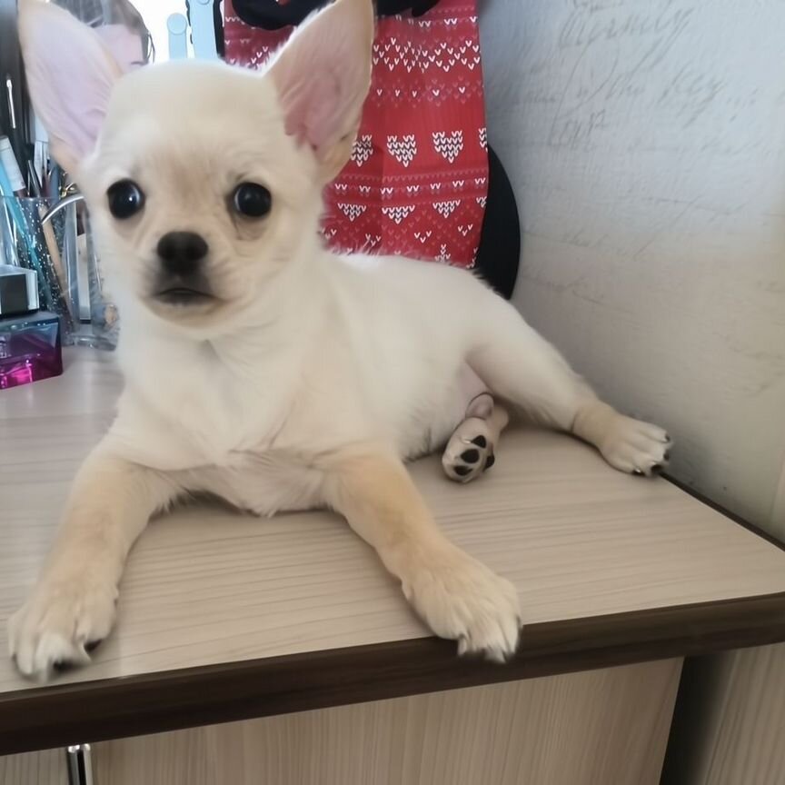 Померанский шпиц, щенок