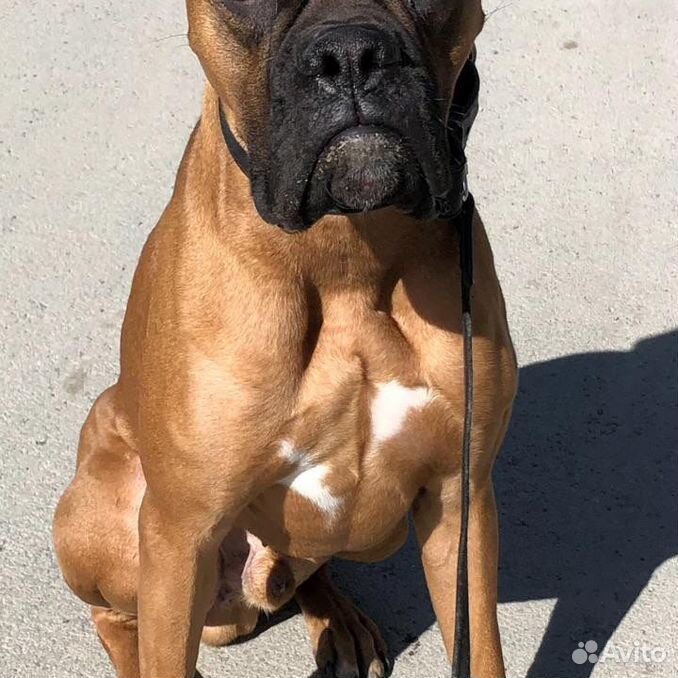 Вязка немецкого боксера кабеля