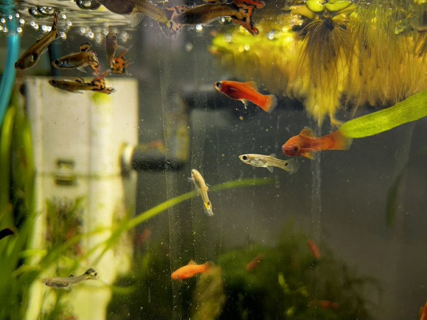 Мальки гуппи и меченосцев