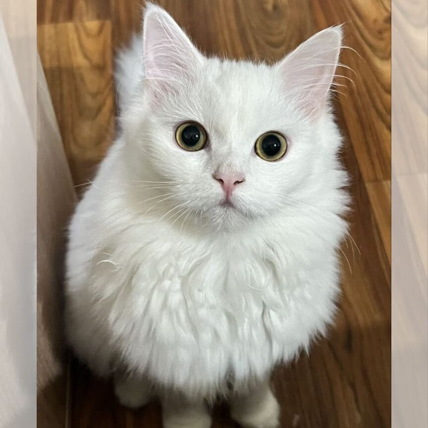 Турецкая ангора котёнок