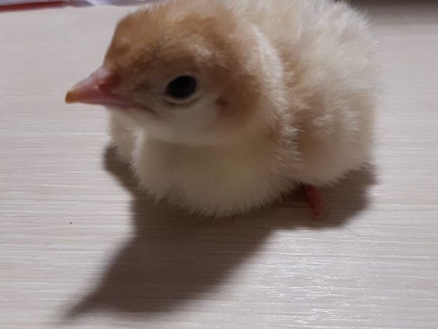 Цыплята,индюшата