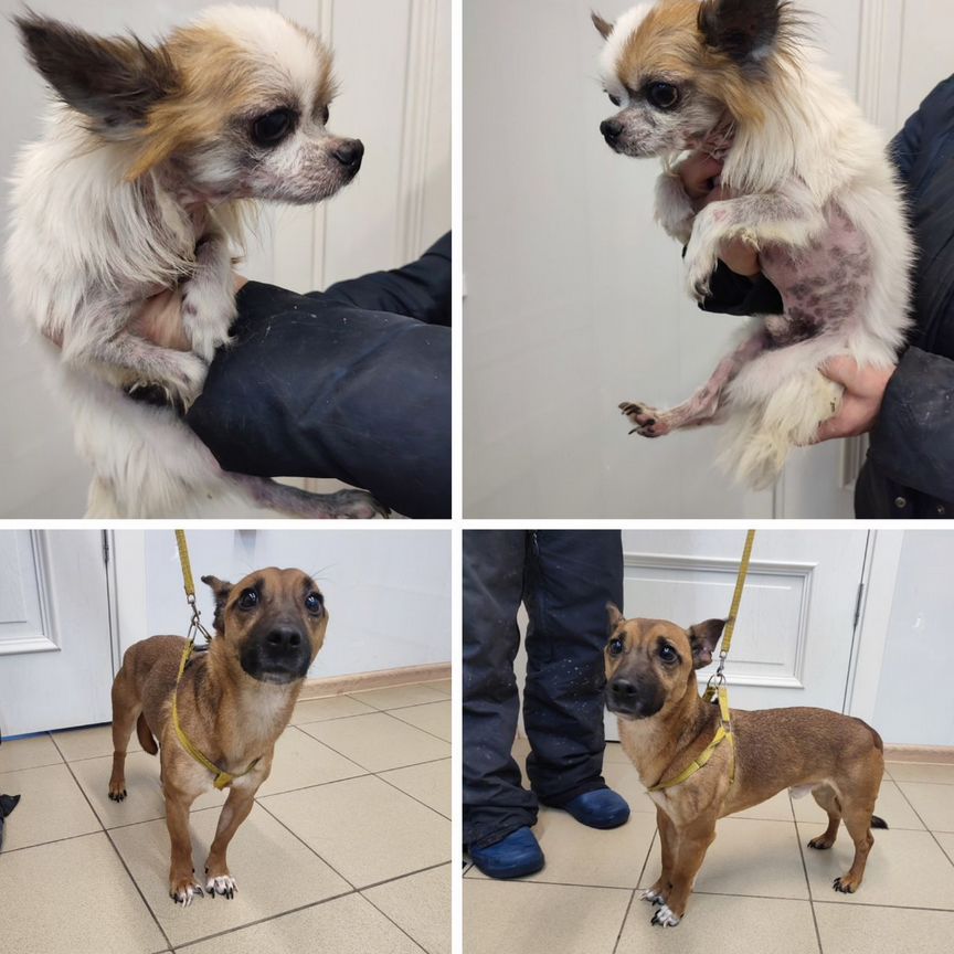 Чихуахуа, взрослая собака