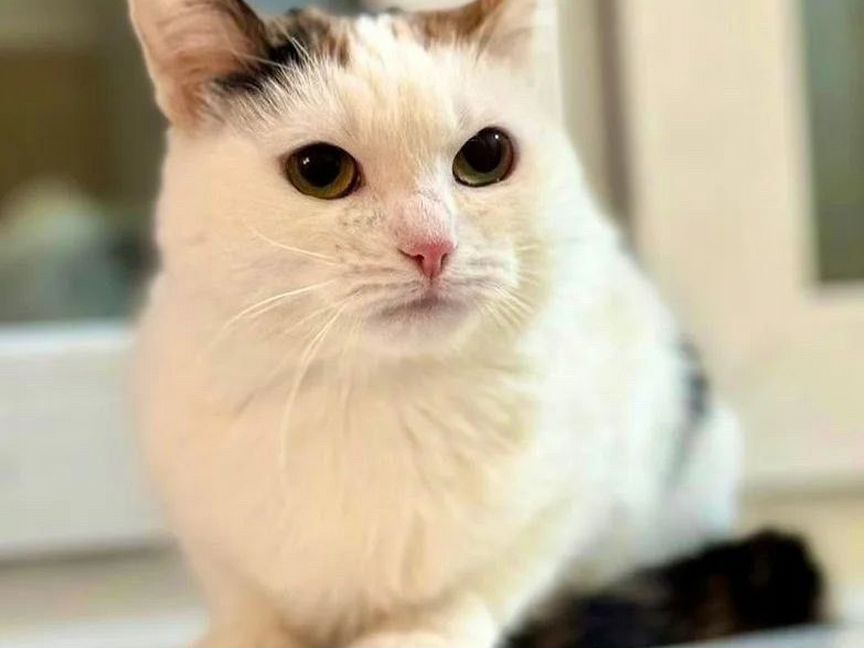 Милая белая кошечка очень ждет семью