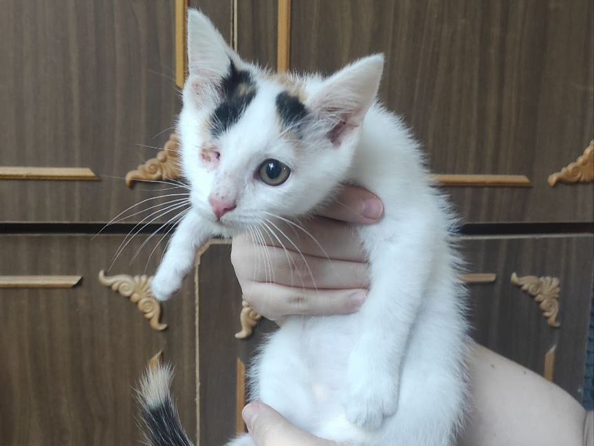Особенный котенок ищет дом