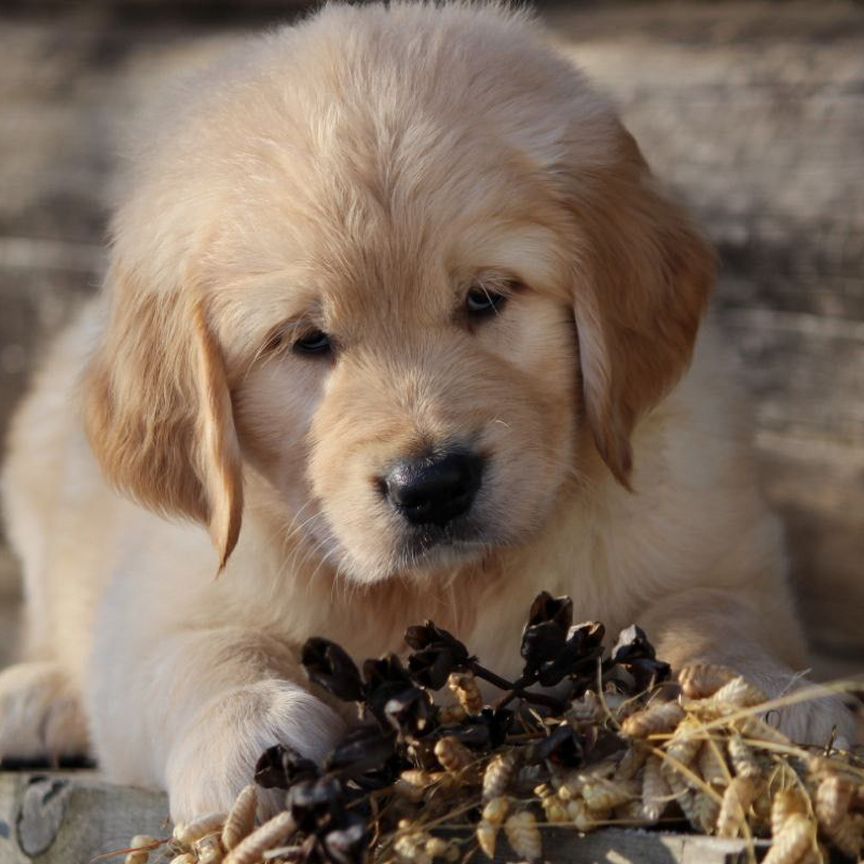 Золотистый ретривер, щенок