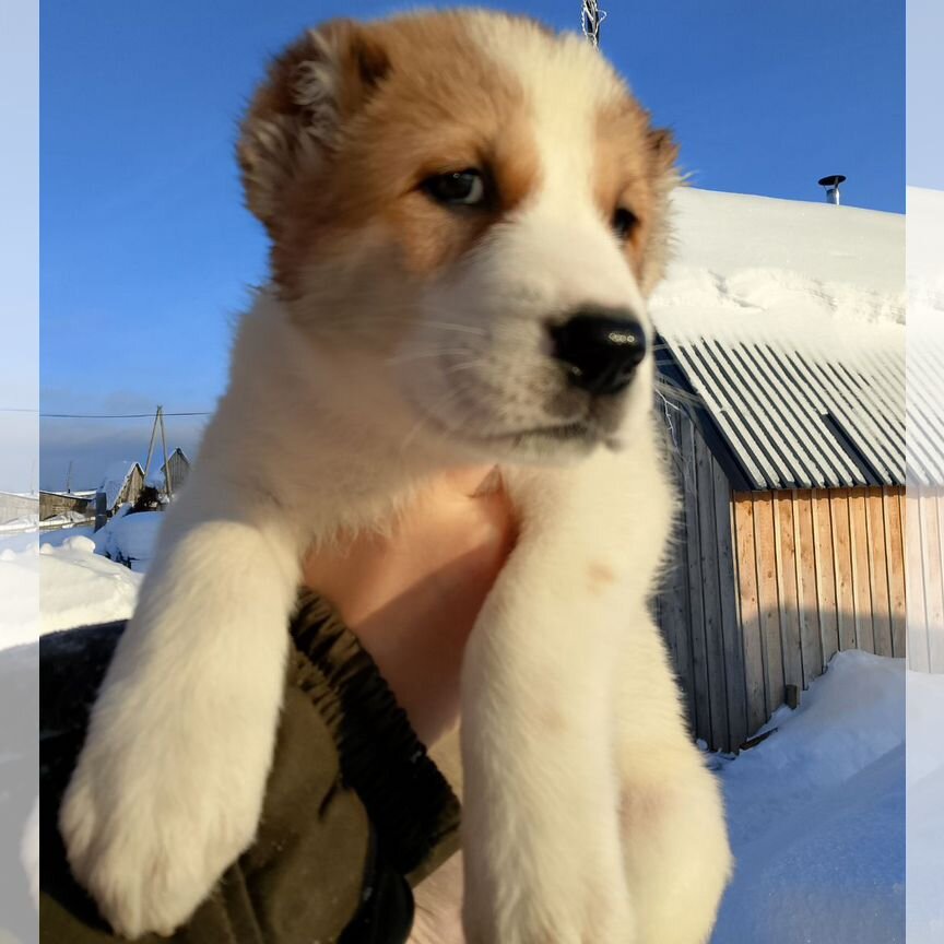 Среднеазиатская овчарка, щенок