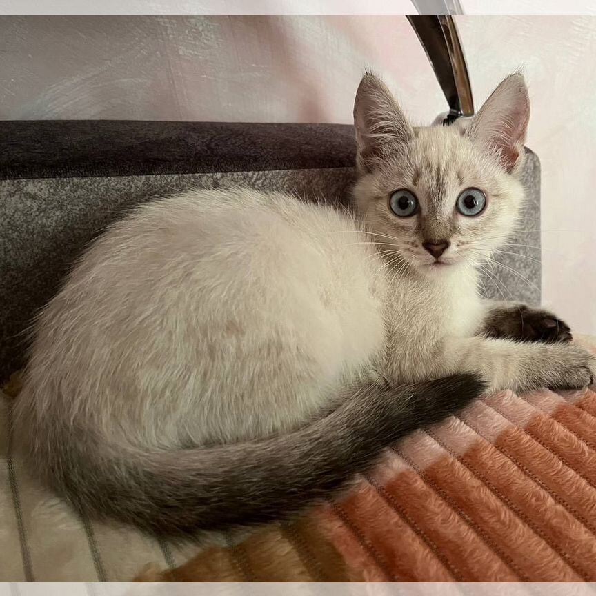 Отдам кошку в добрые руки