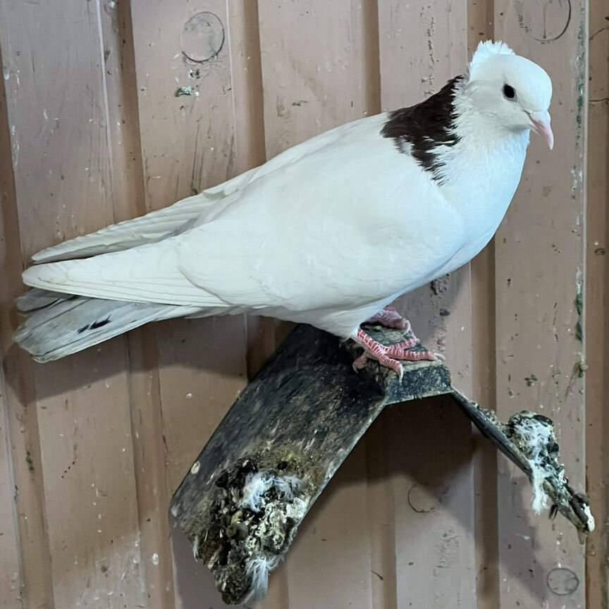 Голуби армянские гаревизы