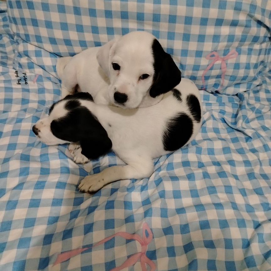 Щенок от частного владельца