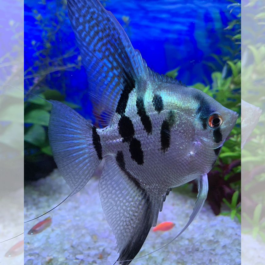 Скалярии пиной