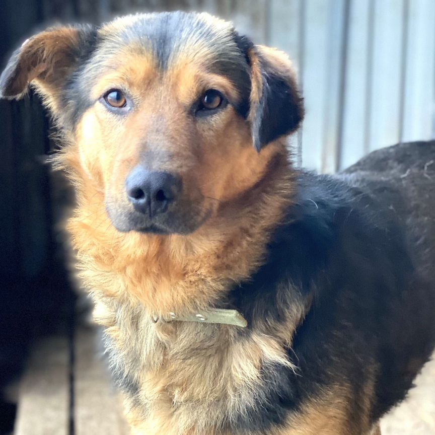 Взрослый пёс в добрые руки