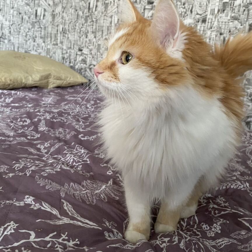 Сибирский кот