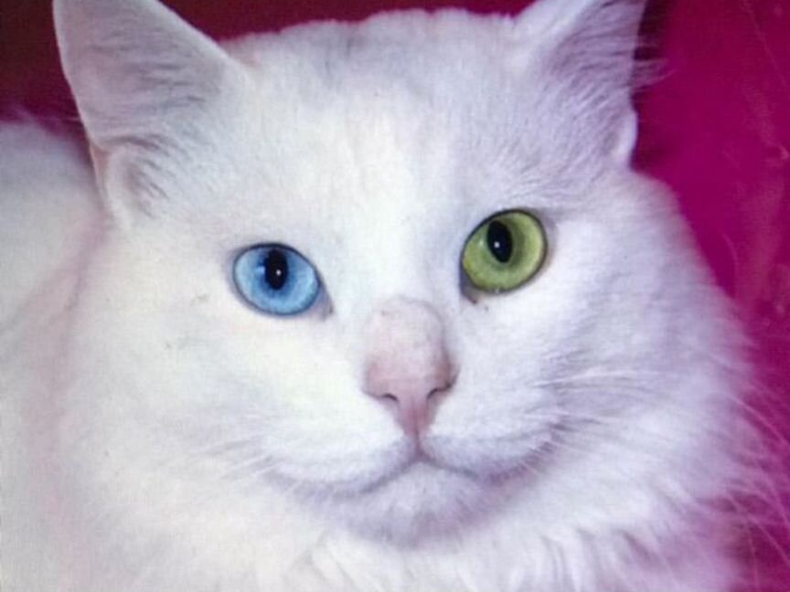 Курильский бобтейл