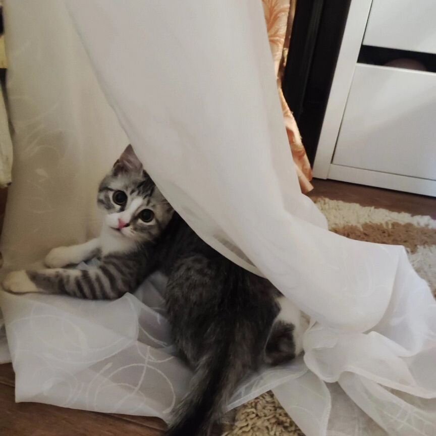 Шотландская