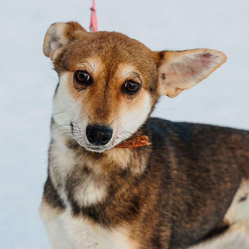 Подопечная приюта