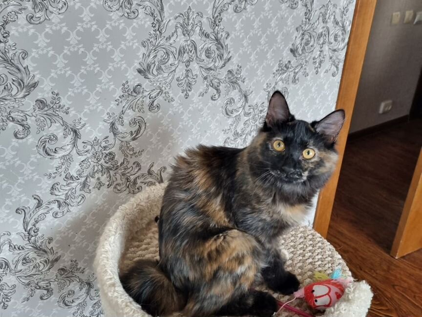 Кошка