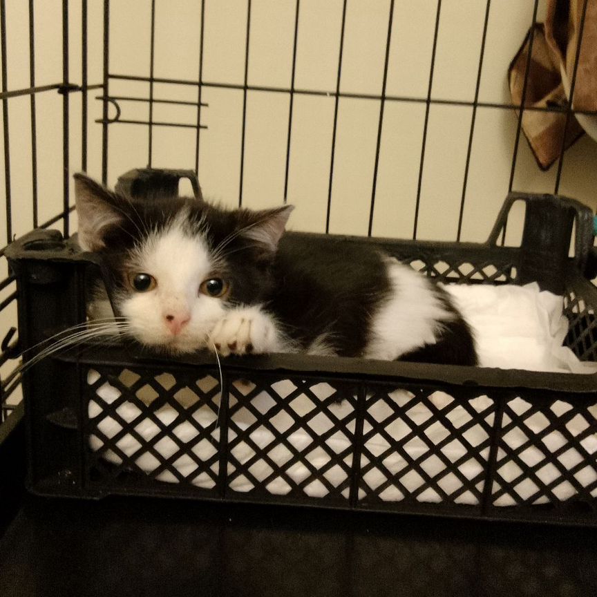 Кешка и Шурик