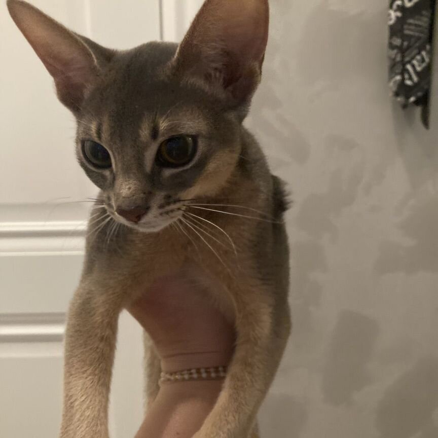 Абесинские котята