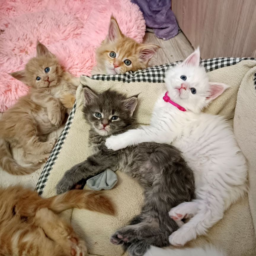 Котятки мейн-кун